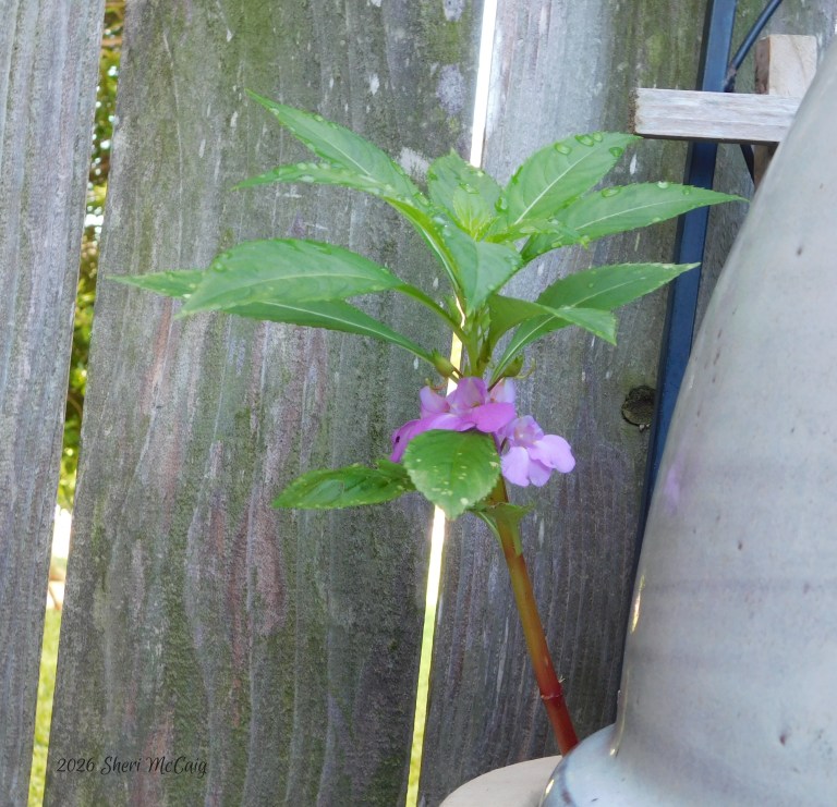May Flowers – The Quiet Wild Blog