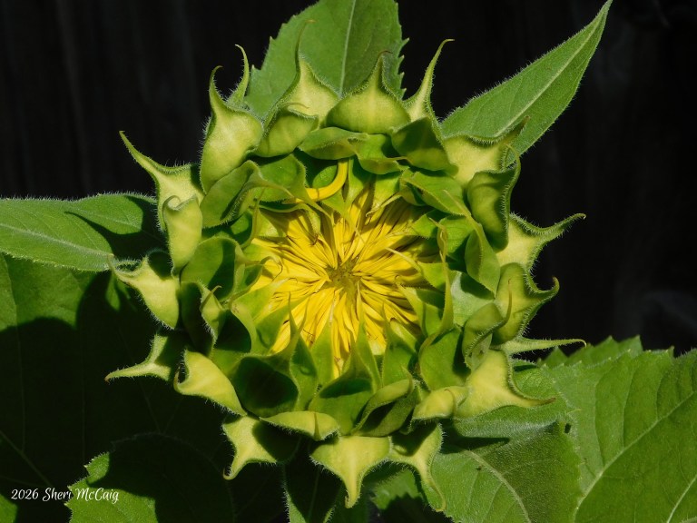 May Flowers – The Quiet Wild Blog