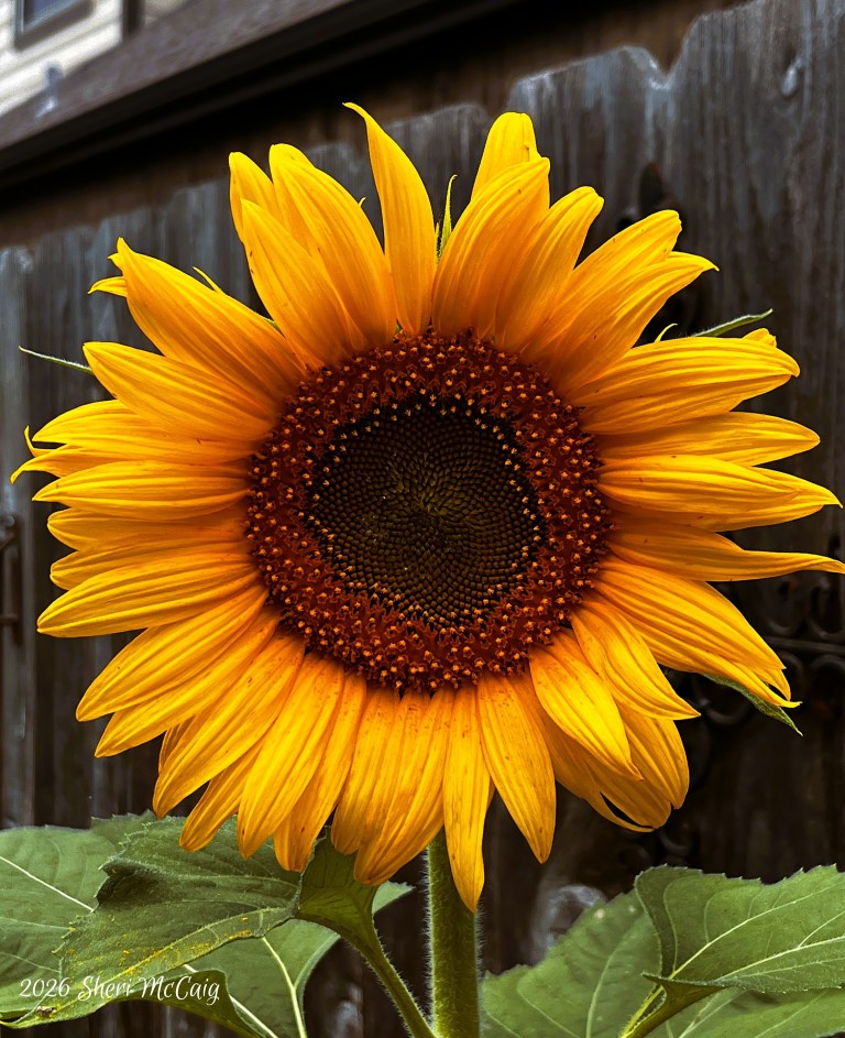 May Flowers – The Quiet Wild Blog
