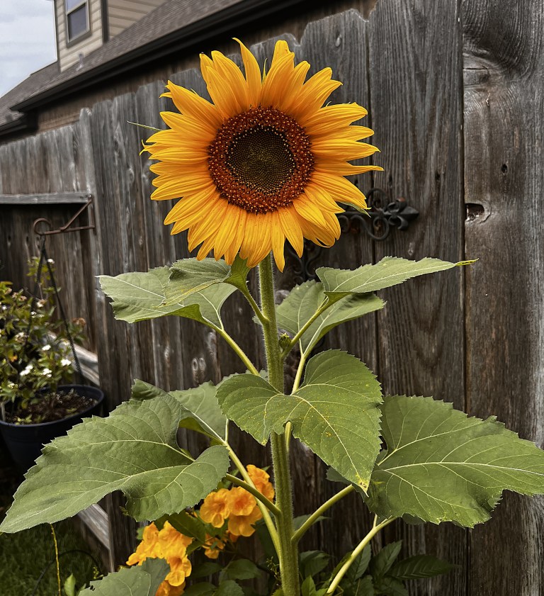 May Flowers – The Quiet Wild Blog